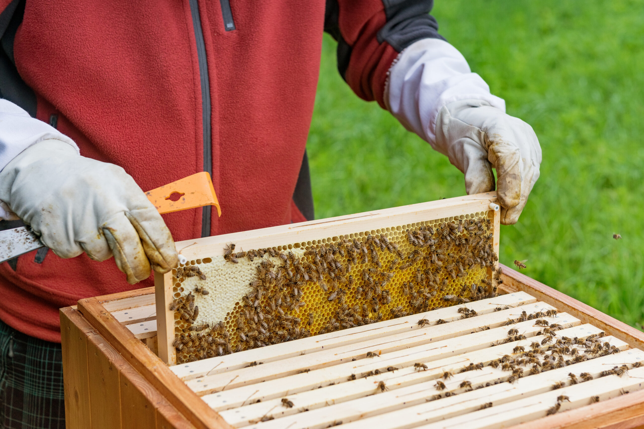 Beekeeping in Kenya: A Sweetness that Stings Right like Honeybee ...