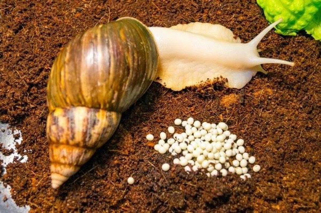 7 Tips for Snail Farming Success - Promoting and Connecting investment opportunities and ...